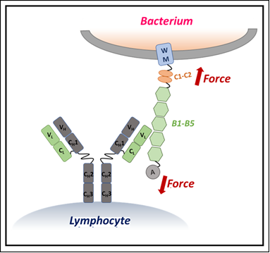 Giant antibody in humans acts like a brace against bacterial toxins ...