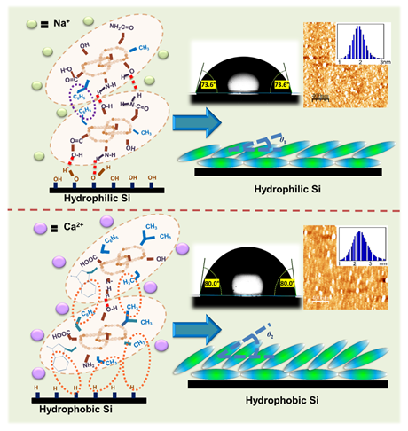 Fabrication of lysozyme bilayers in presence of ions can mimic ...